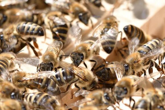 Beekeeping Laws in Louisiana: Essential Legal Guidelines for Apiarists ...
