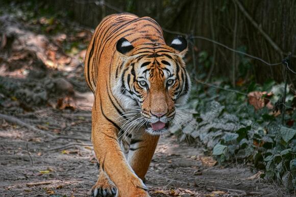Tigers of the Sundarbans — How They Hunt Between Land and Sea - NewsBreak