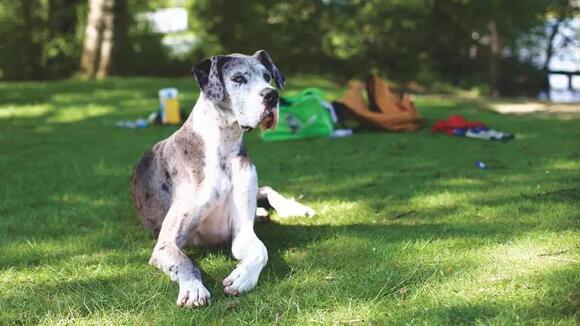 Which Dog Breed Matches Your Zodiac Sign’s Hidden Emotional Needs ...