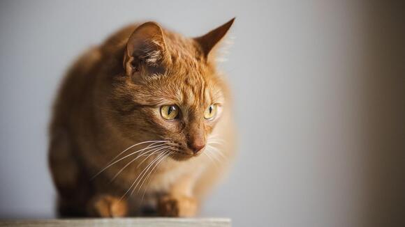 Why Does Your Cat Stare at Blank Walls? The Hidden World They See ...