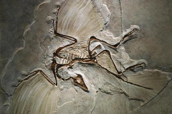 New Fossil Evidence Rewrites the Timeline of Early Dinosaur Evolution ...