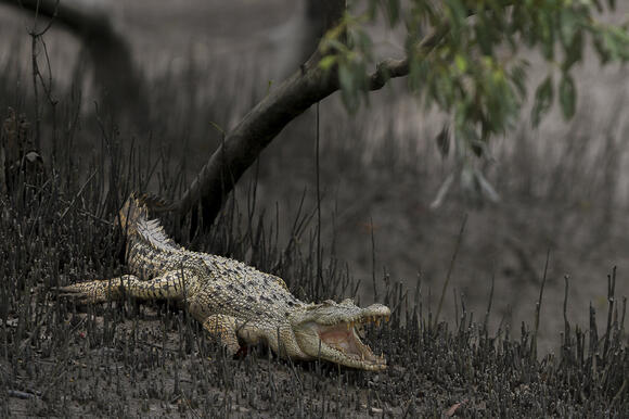 Can Crocodiles Climb Trees? (Spoiler: Yes, and Here’s Why) - NewsBreak