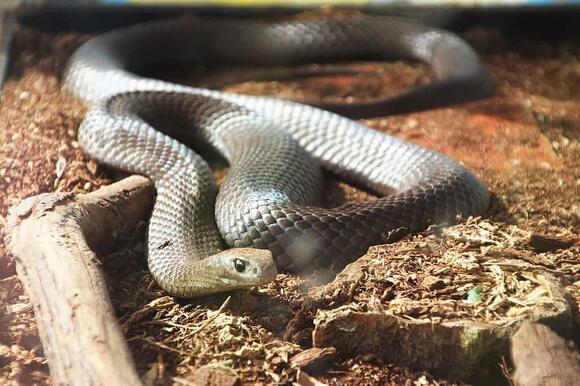 15 Most Venomous Snakes in the World Ranked - NewsBreak
