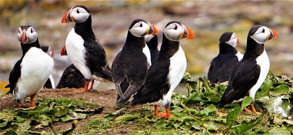 Puffin Day: The Fossil Story of Seabirds That Survived Ice Ages - NewsBreak