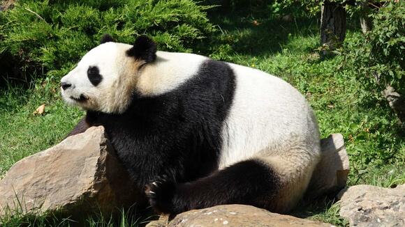 How Giant Pandas Communicate Without Making a Sound - NewsBreak