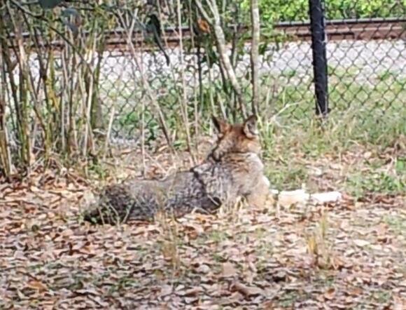 The Red Wolf’s Return: Rewilding the Southeast’s Forgotten Predator ...