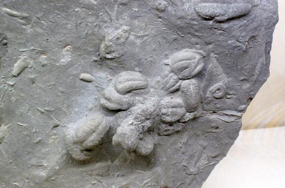 Trace Fossils: How Footprints, Burrows, and Bite Marks Tell Stories ...
