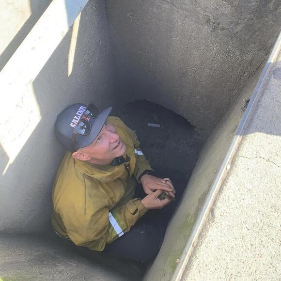 Six ducklings rescued from a storm drain in Salinas, firefighters said ...