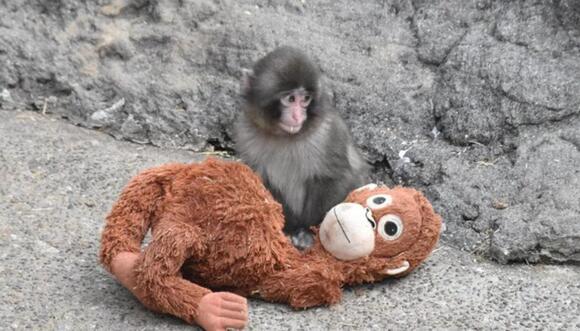Japanese Zoo Responds After Viral Clip Shows Orphaned Baby Monkey Punch ...