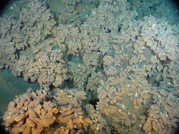 Invasion from the Water: Zebra Mussels and Their Hitchhiking Larvae ...