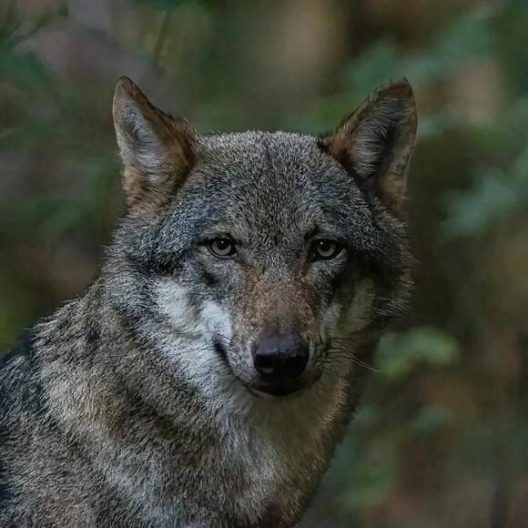 11 Powerful Predators Native to North America You Should Know About ...