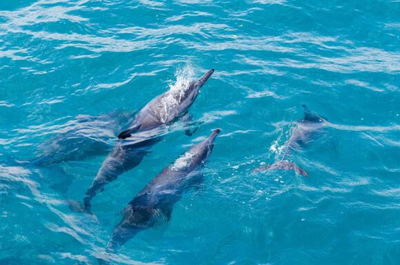 How Spinner Dolphins Use Acrobatics to Communicate - NewsBreak
