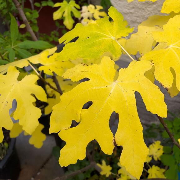 Fig Leaves Turning Yellow? Check These 4 Causes To Get Figs Back to ...
