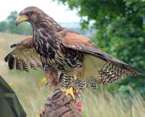 12 Raptors With Vision Stronger Than Binoculars - NewsBreak
