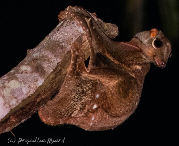 Could Dinosaurs Have Evolved Gliding or Soaring Abilities Like Bats ...