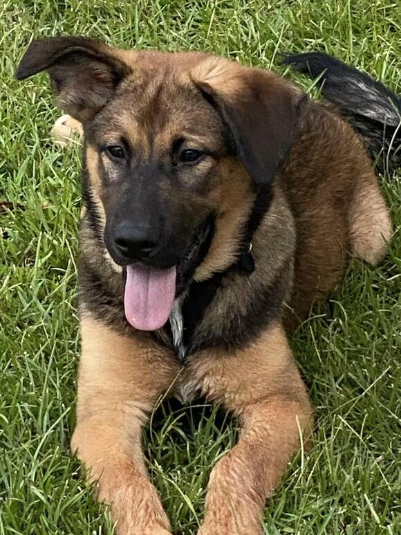 🐶 Playful & Gentle Dogs Ready for Adoption in Griffin, GA - NewsBreak