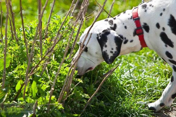 Psychology Says If Your Dog Suddenly Refuses to Go in the Backyard ...