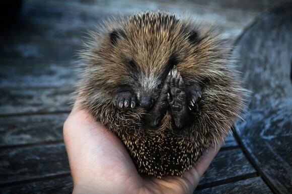 13 Signs Your Hedgehog Is Happy and Healthy - NewsBreak
