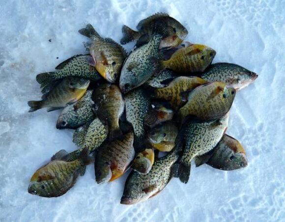 How Forward Facing Sonar Is Impacting Walleye Fishing in MN - NewsBreak