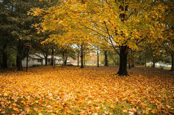 Think Twice Before Blowing Those Leaves Into The Street - NewsBreak