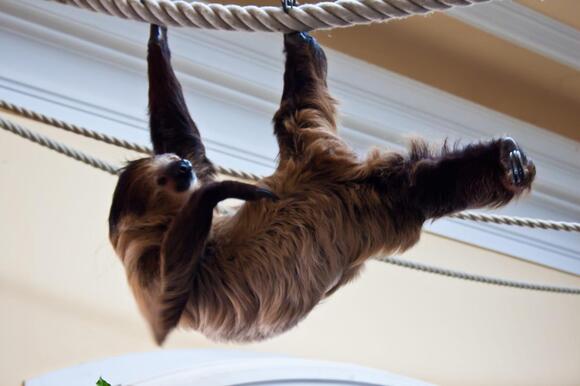 Sloths Don’t Sleep That Much — They’re Just Slow All the Time - NewsBreak