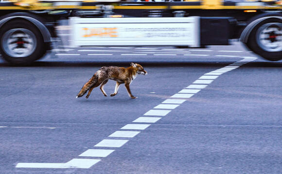 How Urban Foxes Are Thriving in American Cities - NewsBreak