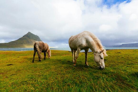 How Factory Farming Affects Wild Animal Populations and Biodiversity ...