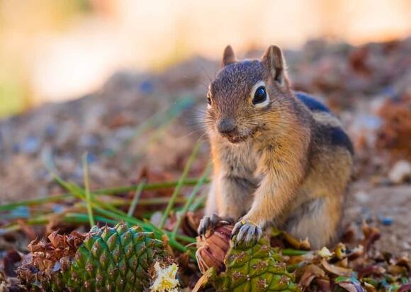 Top 20 States With The Most Chipmunk Species - NewsBreak
