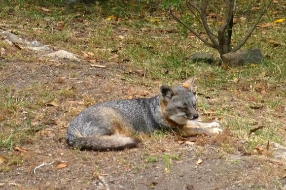 8 Rare US Wild Animals You Might Spot in Your Lifetime - NewsBreak