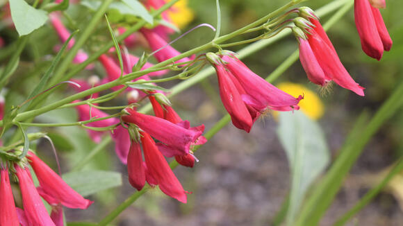 11 Plants That Root So Easily You’ll Wonder Why You Bought More - NewsBreak