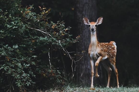 The American Roadkill Crisis: What We Know, What We Miss, and What We ...
