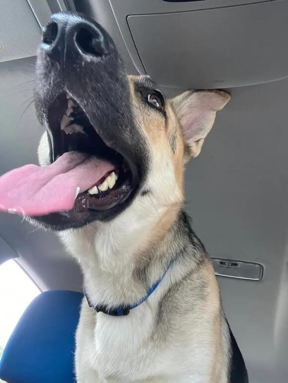 IMPD Officer Adopting Dog He Rescued From Hot Car - NewsBreak