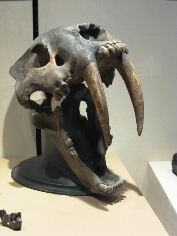 Unearthed in 2022 — This Skull Changed Everything We Knew About Saber ...
