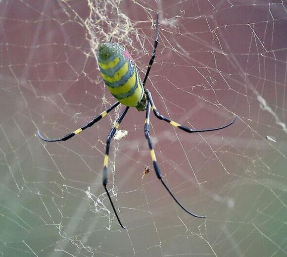 Giant venomous Joro spiders spreading rapidly across the US - NewsBreak