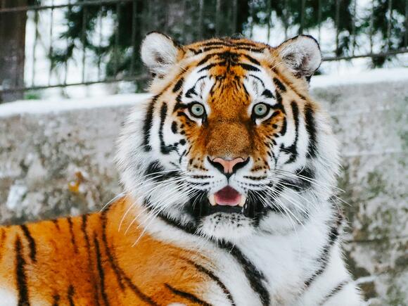 6 Big Cat News Stories That Shaped Conservation in 2025 - NewsBreak