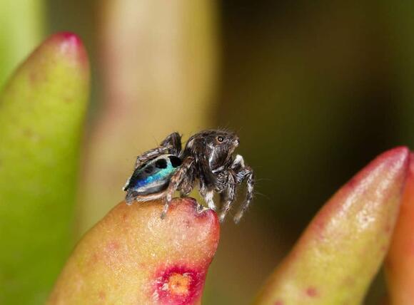 The Peacock Spider’s Dazzling Courtship Dance - NewsBreak