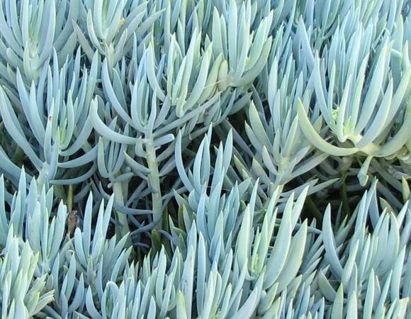 5 Succulent Ground Covers Landscape Designers Keep Using in Rocky Soil ...