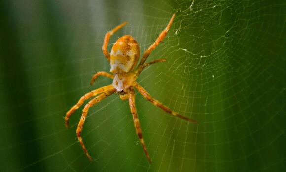 20 Endangered Spiders Threatened by Rising Temperatures - NewsBreak