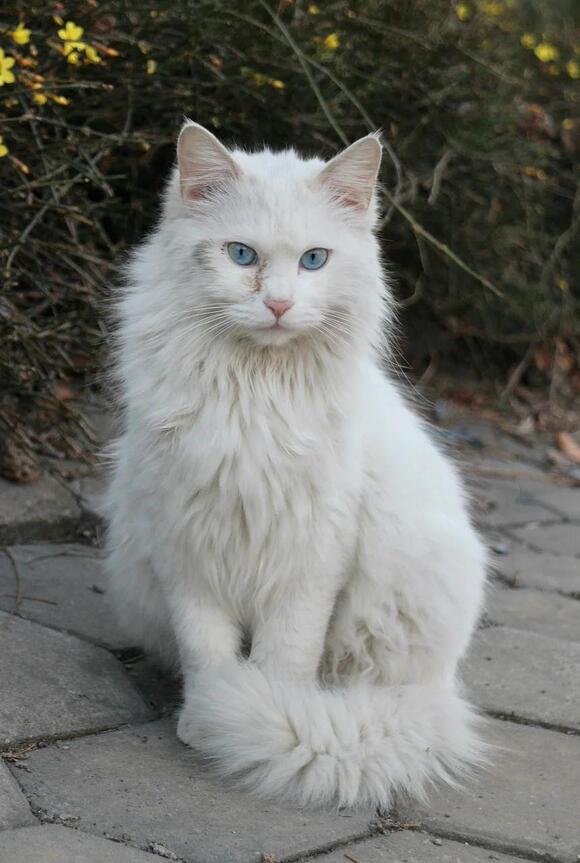 10 Cat Breeds That Excel at Climbing (And 10 That Are Surprisingly ...
