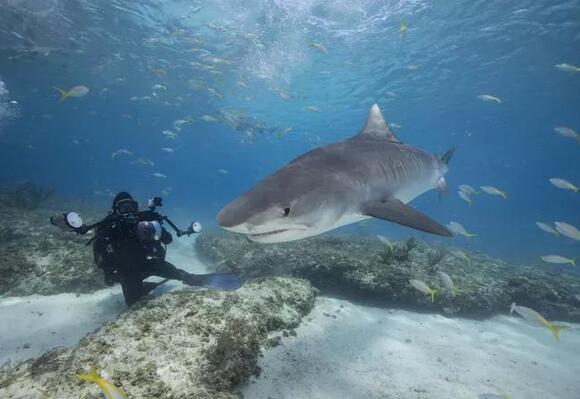 New Shark Deterrent Fishing Device Shows Promising Early Results ...