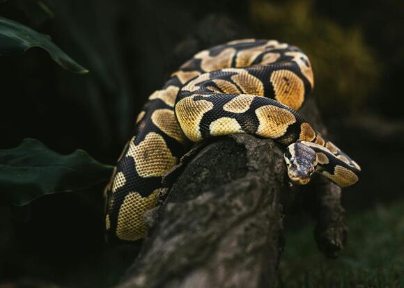 Why Ball Pythons Curl Into a Ball When Stressed - NewsBreak