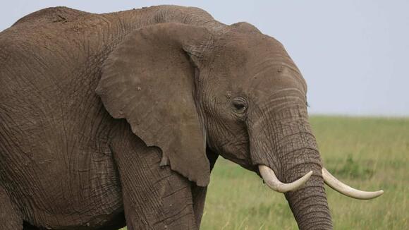 The Amazing Way Elephants Can Detect Rain from 100 Miles Away - NewsBreak