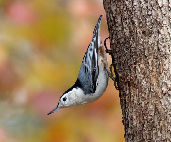 7 Birds to Watch Out for as They Return to Gardens in February (and How ...