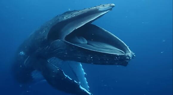 “Whales Do Watch People On A Boat”: Rare Humpback Whale Phenomenon ...