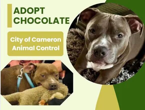 🐶 Playful, Loyal & Loving Dogs Ready for Adoption in Cameron, MO ...