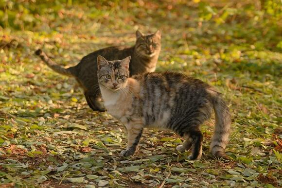 Why Do Cats Scratch The Science Behind Their Need to Claw - NewsBreak