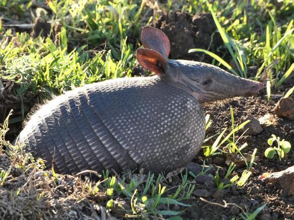 11 Fascinating Facts About Armadillos Expanding Across the Southern ...