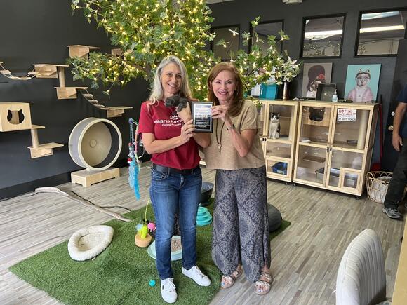 Las Vegas cat café gets a remodel in their effort to save homeless felines