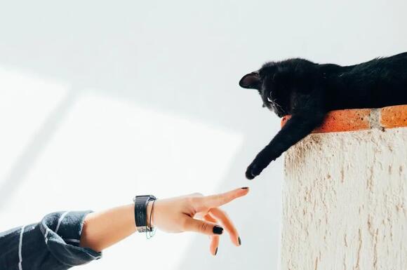 The Unseen Bonds: How Cats Choose Their Favorite Human (It’s Not Always ...