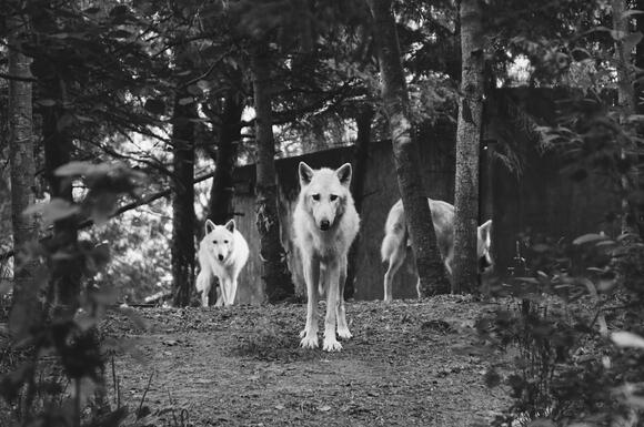 10 Spirit Animals Revered By the Cherokee Tribe - NewsBreak